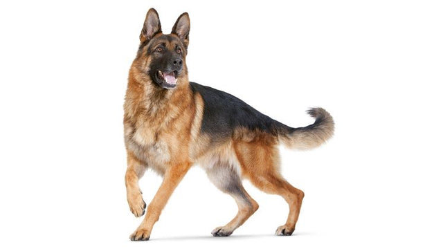 Dog's Accessories Store – Dog's Accessories Dropshipping Store