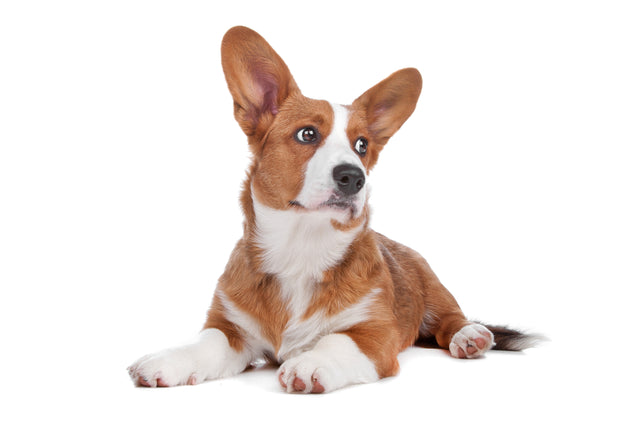 Dog's Accessories Store – Dog's Accessories Dropshipping Store